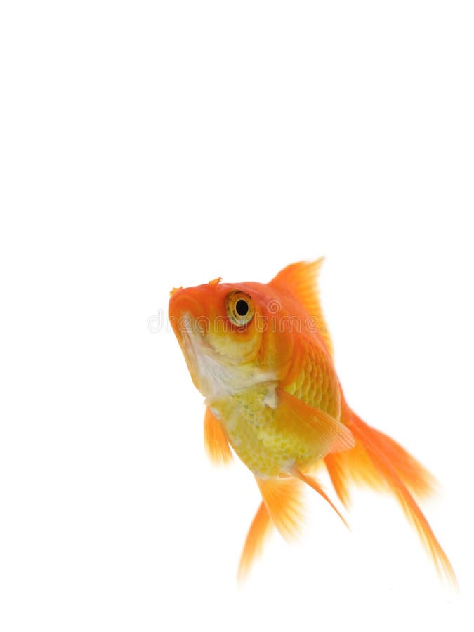 Goldfish stock image. Image of orange, aquarium, color - 3104235