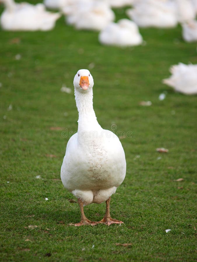Goose stock image. Image of fauna, geese, claws, feathering - 13461199