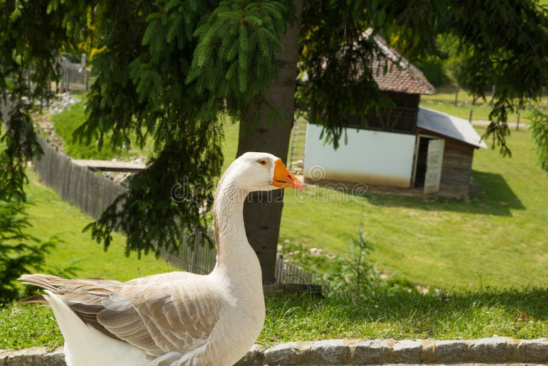Single Goose in Countryside Stock Photo - Image of farm, neck: 55642350