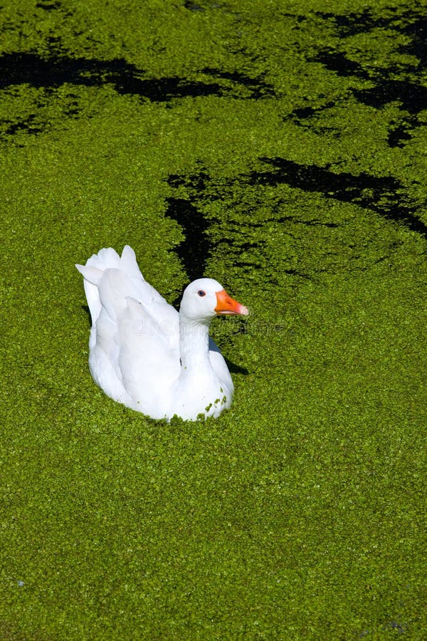A Single Goose on a Green Lake Stock Image - Image of season, lake ...