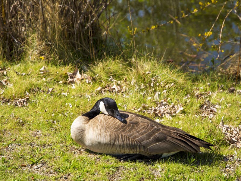 Single Goose Laying in the Sun Stock Photo - Image of goose, shade ...