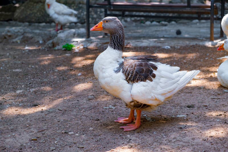 A Single Goose Standing on a Dirt Path in a Natural Outdoor Setting ...