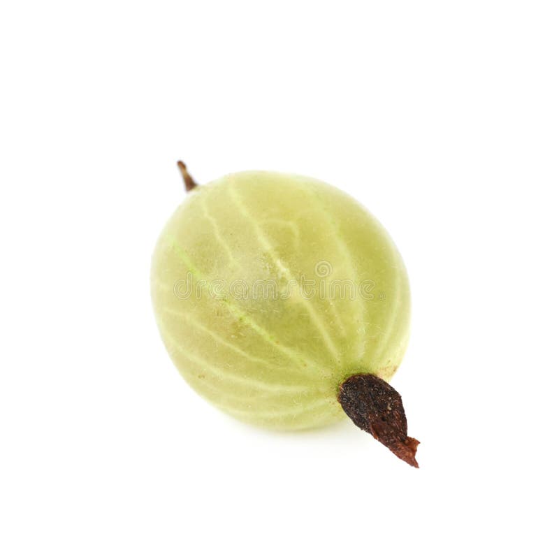 Single gooseberry isolated stock photo. Image of ingredient - 107618366