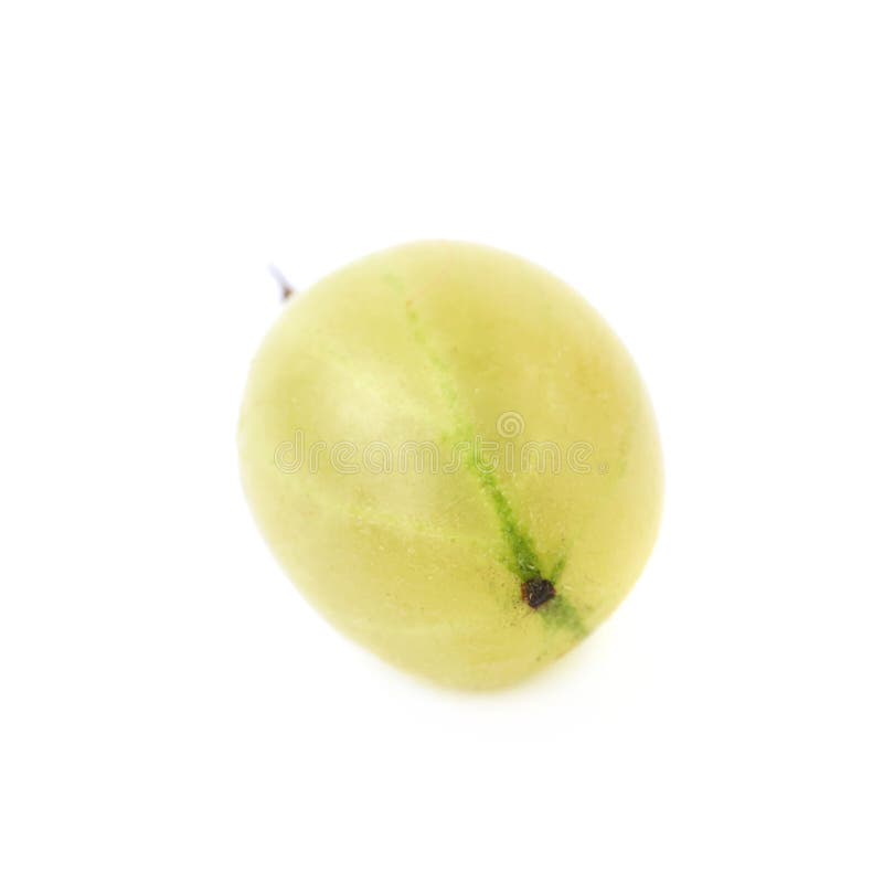 Single gooseberry isolated stock photo. Image of shot - 107618316