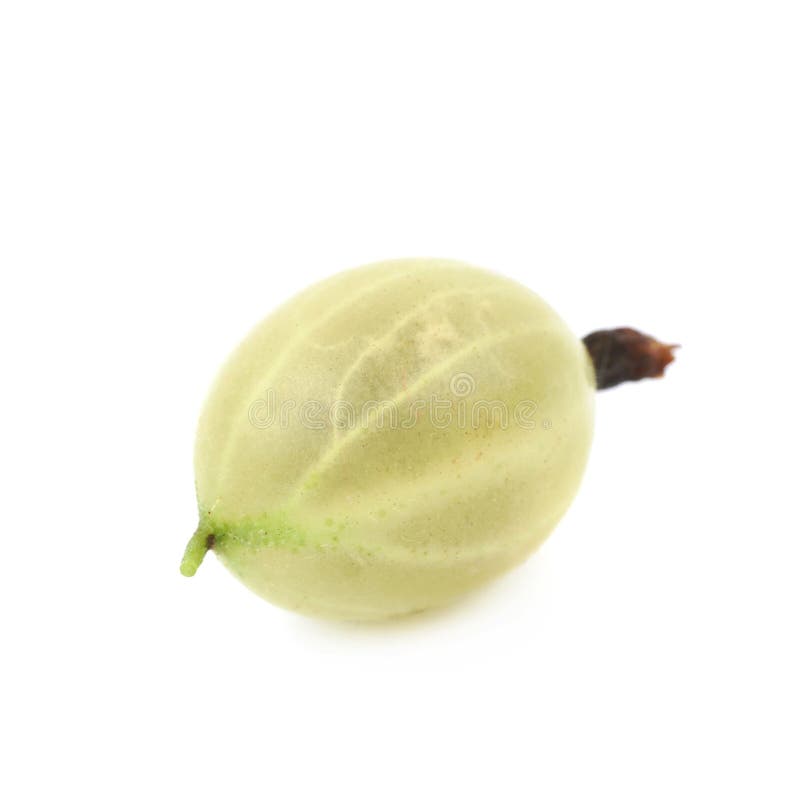 Single gooseberry isolated stock photo. Image of ingredient - 107618366
