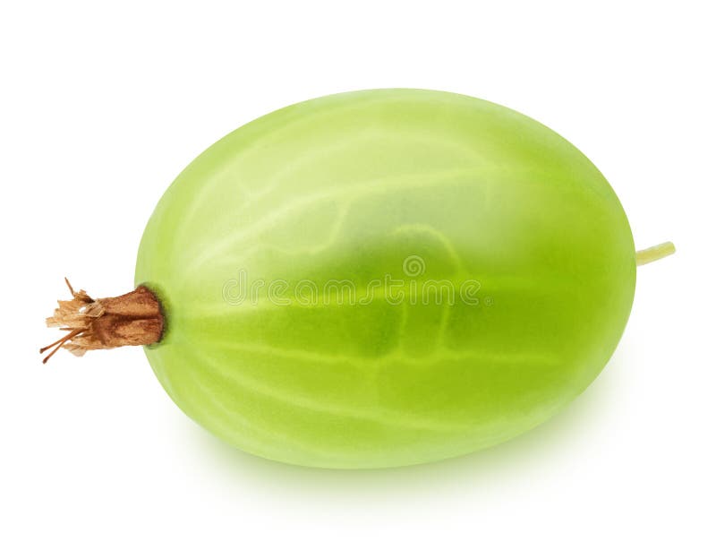 One Gooseberry Fruits Isolated Stock Photo - Image of dayberry, single ...