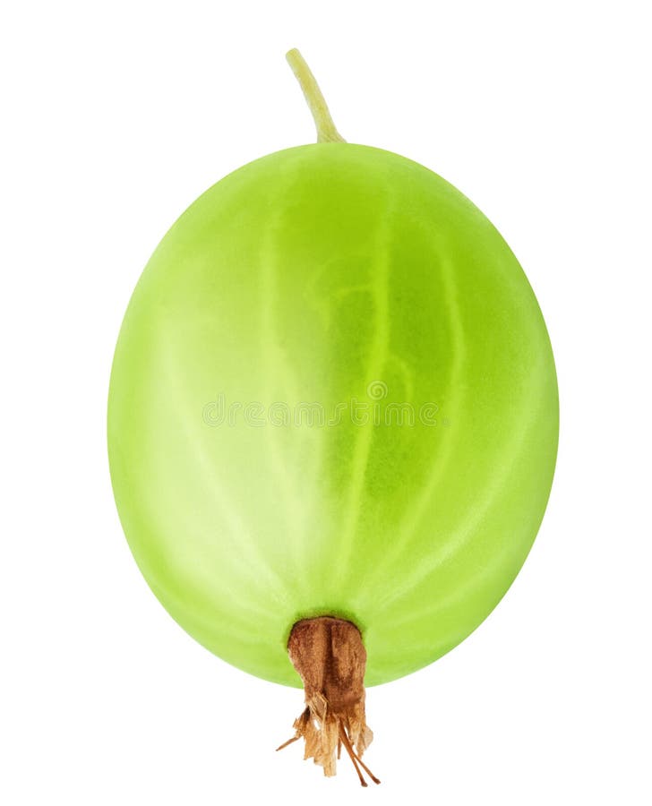 Single Gooseberry Isolated on a White Background. Stock Photo - Image ...