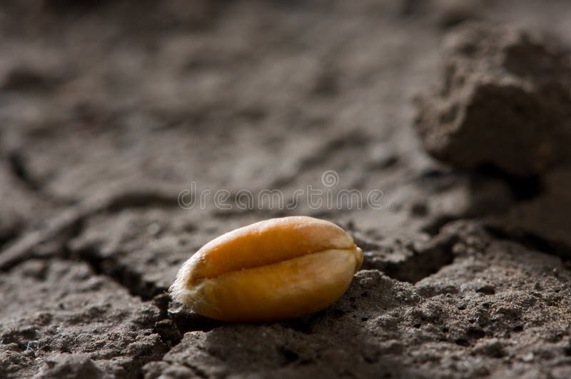Single grain on arid land stock image. Image of kernel - 13112789