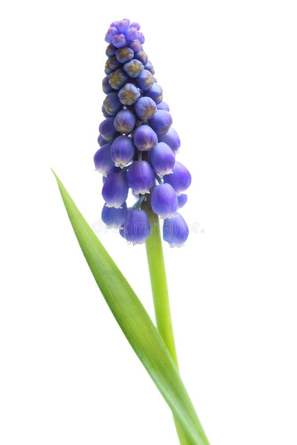 Grape hyacinth with bulb stock photo. Image of flower - 39337630