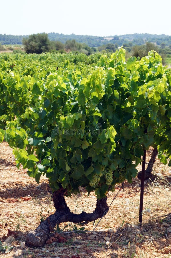 Single Grape with Ice Crystals Stock Photo - Image of macro, frozen ...