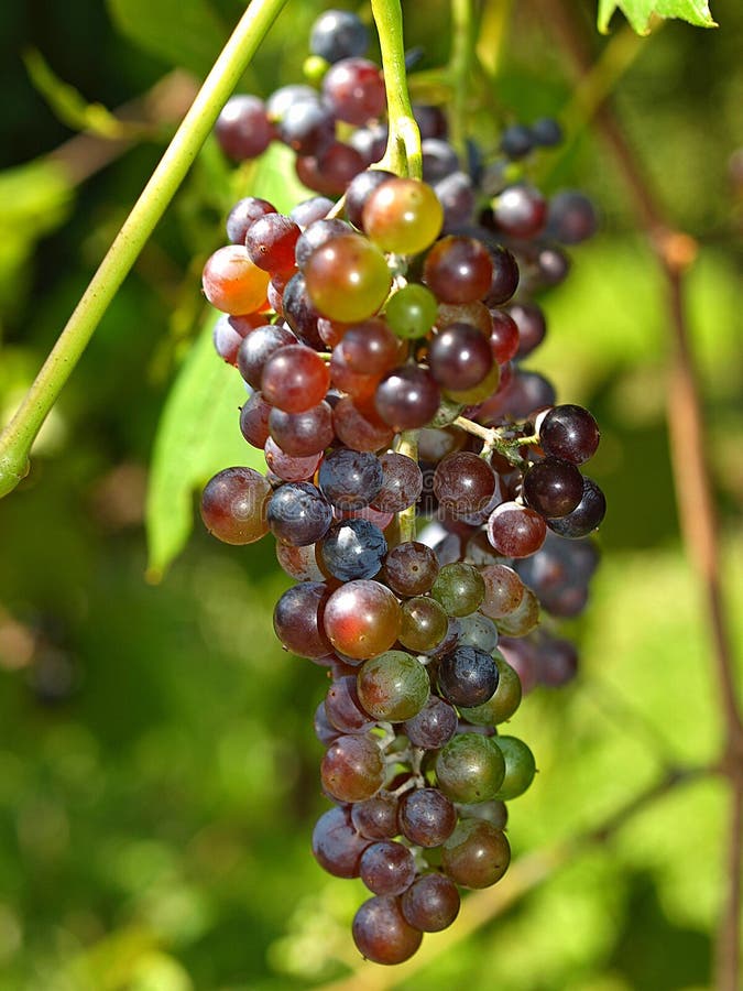 One Grapevine with Colorful Grapes in the Sun Stock Image - Image of ...