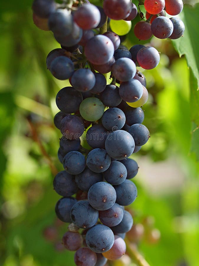 One Grapevine with Colorful Grapes in the Sun Stock Photo - Image of ...