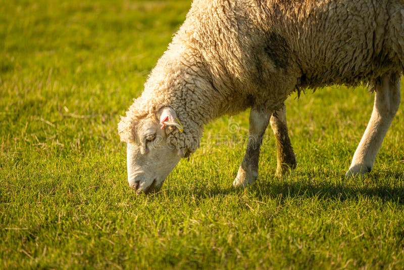 Single Grasing Sheep On A Green Field Stock Image - Image of grasing ...