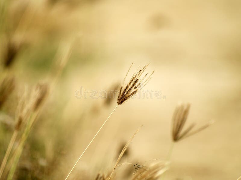 A single grass stock image. Image of ecology, grass, close - 21735189
