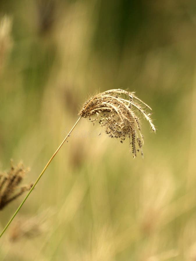 A single grass stock image. Image of nature, garden, isolated - 21735207