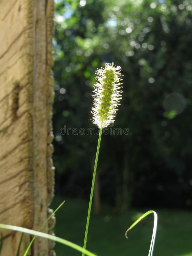 Single Grass Blade Glowing in the Late Afternoon Sun Stock Image ...