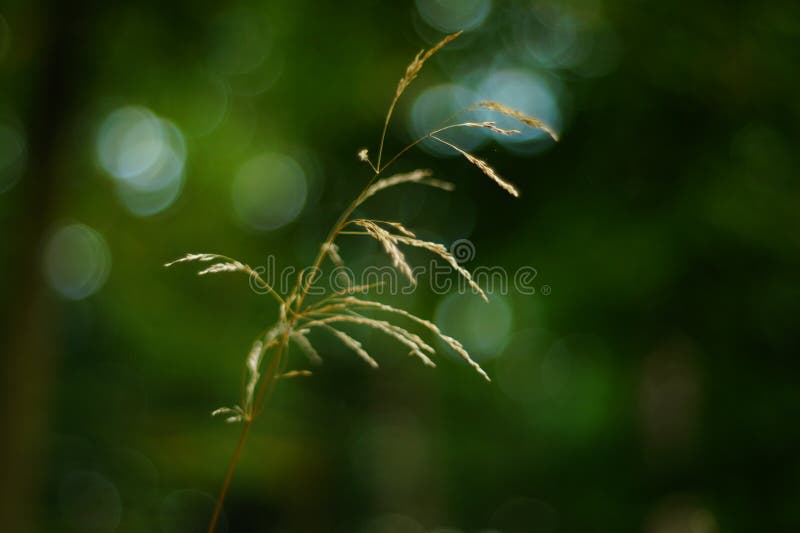 A single grass stock photo. Image of forest, circles - 83487802