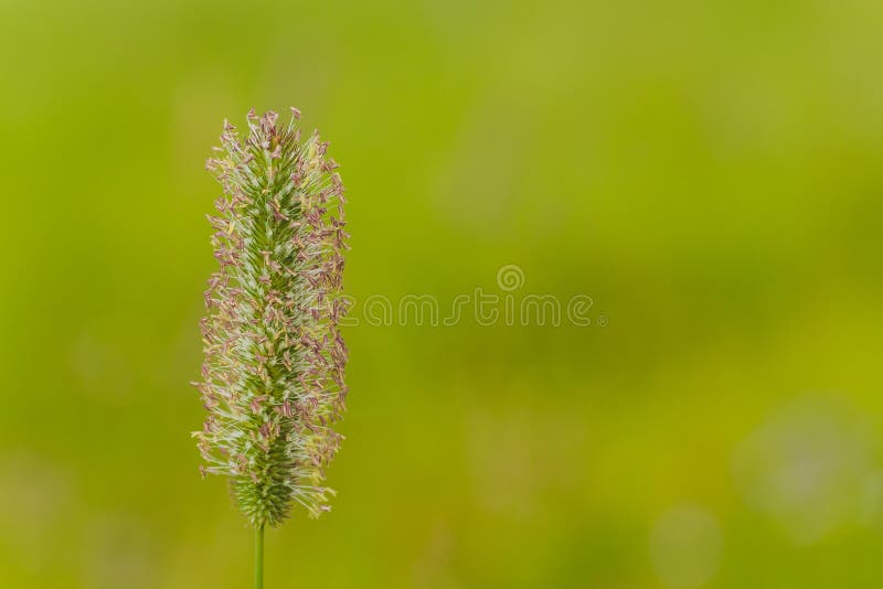 Single Grass Leaf with Dew Droplets Stock Image - Image of bokeh ...
