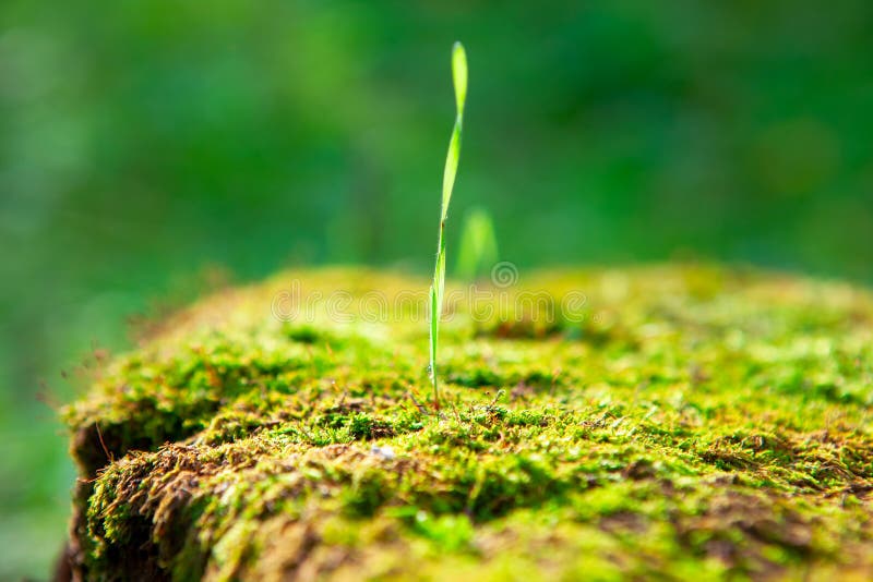 Single grass stock photo. Image of lonesome, environment - 199982152