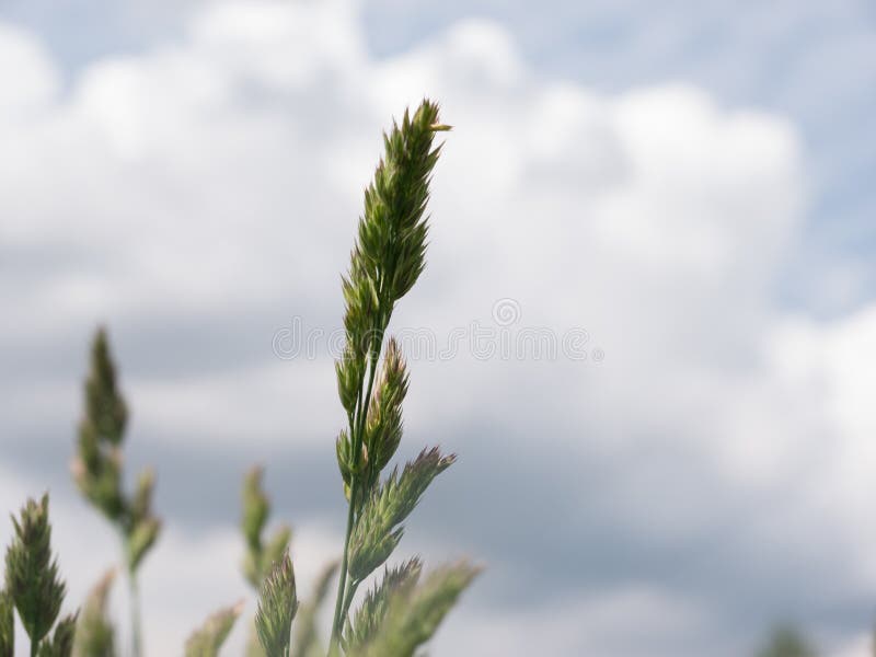 Single Grass Leaves Image Beautiful Green Color with Isolated ...
