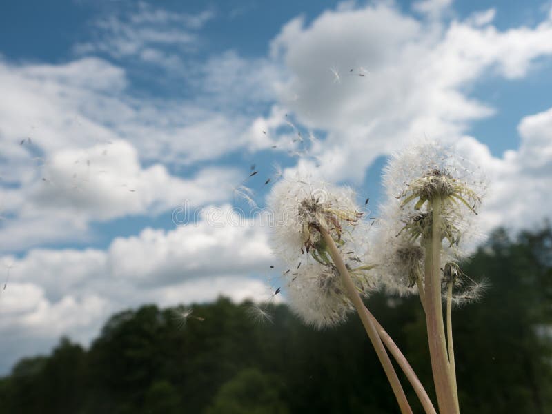 Single Grass Leaves Image Beautiful Green Color with Isolated ...