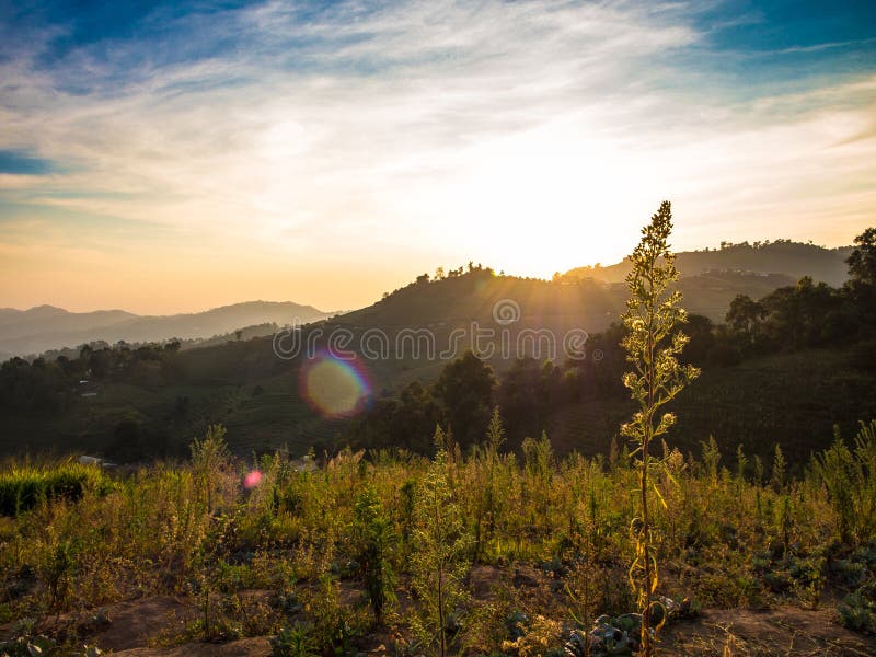 The Single Grass Standing in Front of the Tea Plantation with Fl Stock ...