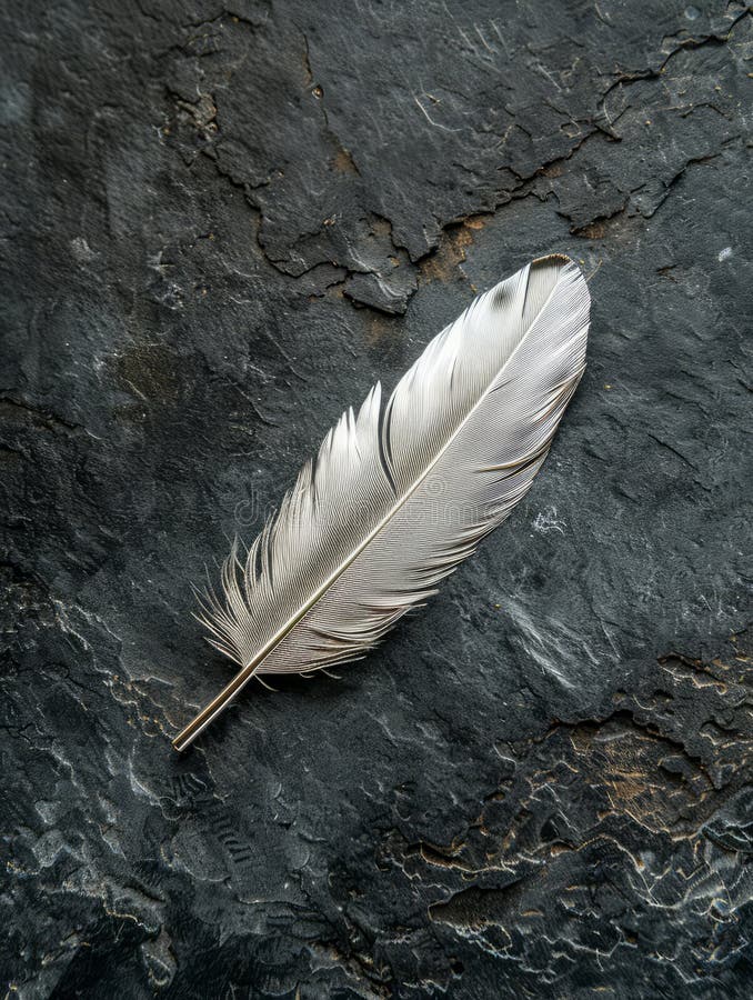 Single Gray Feather Dark Textured Surface Stock Photos - Free & Royalty ...