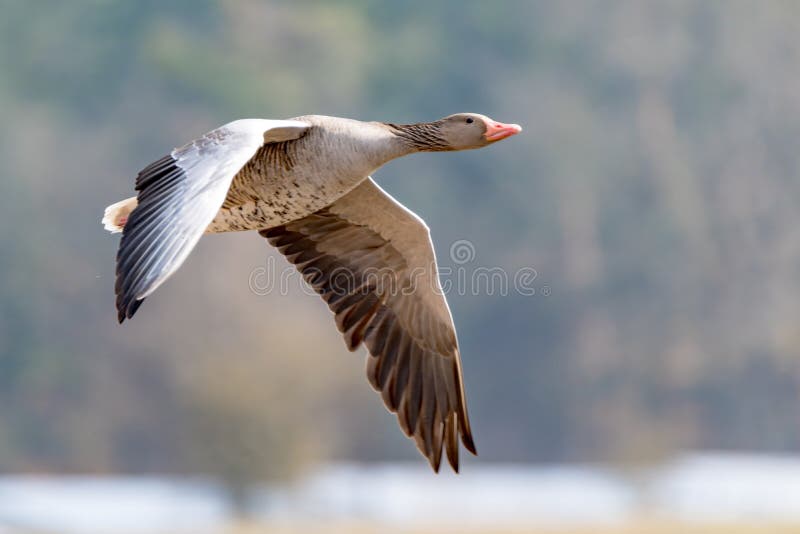 Single gray goose flying stock photo. Image of wing - 112962972