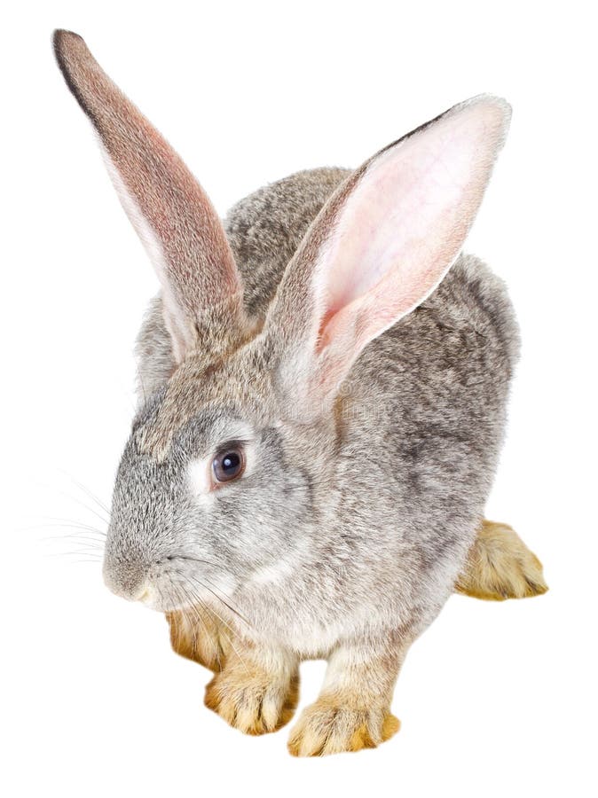 Gray Rabbit View from Above Stock Photo - Image of white, fluffy: 16122290