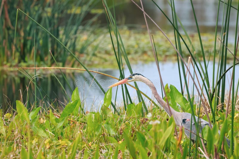 A Single Great Blue Heron Bird in the Marsh Lands in Florida Stock ...