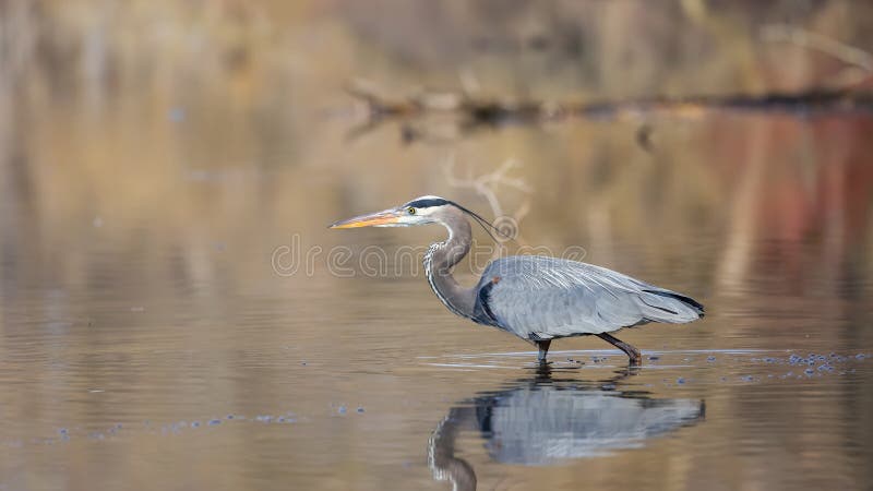 A Single Great Blue Heron Bird in the Marsh Lands Stock Photo - Image ...
