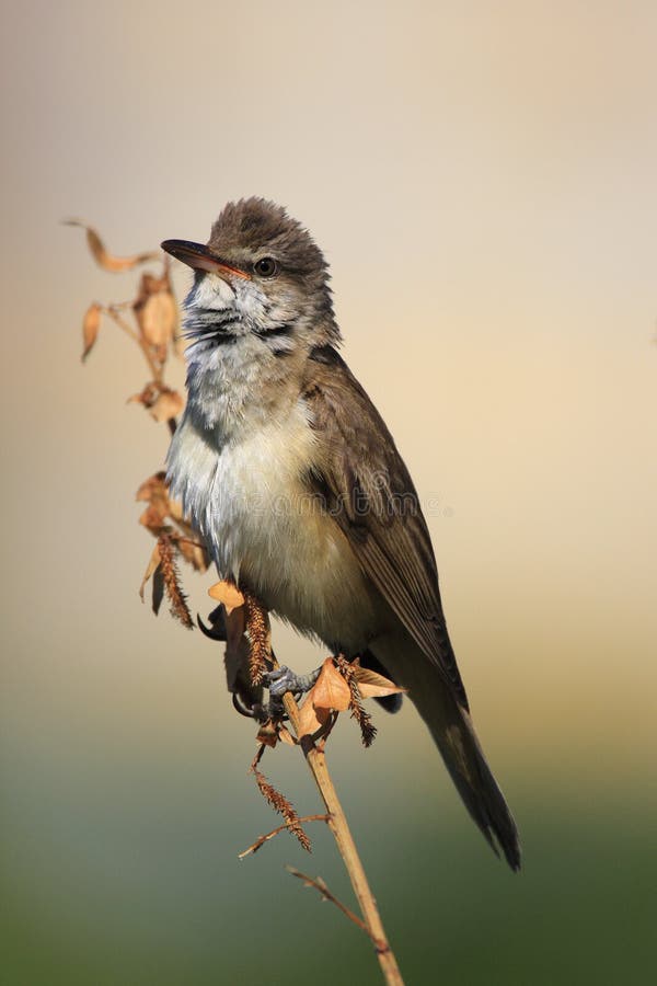 Single Great Reed Warbler on a Reed Stem during a Spring Period Stock ...