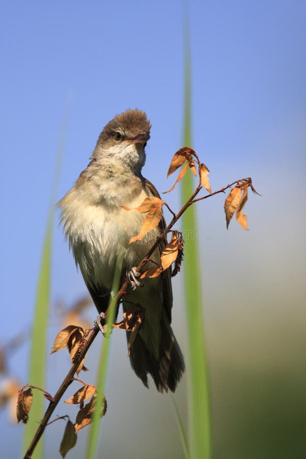 Single Great Reed Warbler on a Reed Stem during a Spring Period Stock ...
