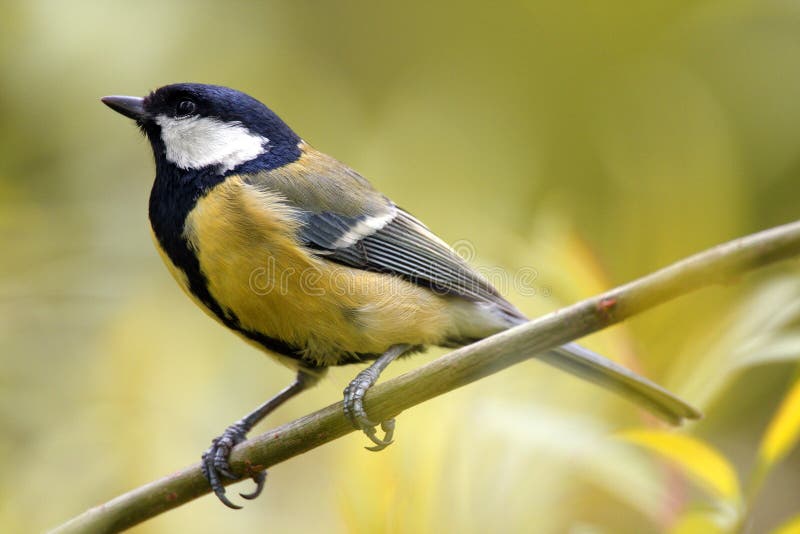 Single Great Tit Bird on a Tree Branch during a Spring Nesting Period ...