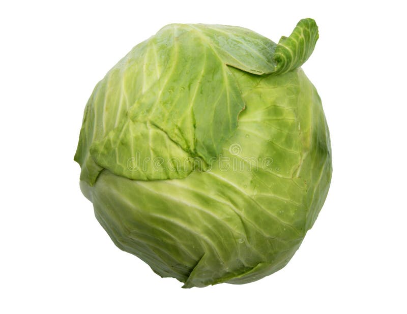 Single Cabbage or Headed Cabbage Leafy Green Annual Vegetable Crop ...