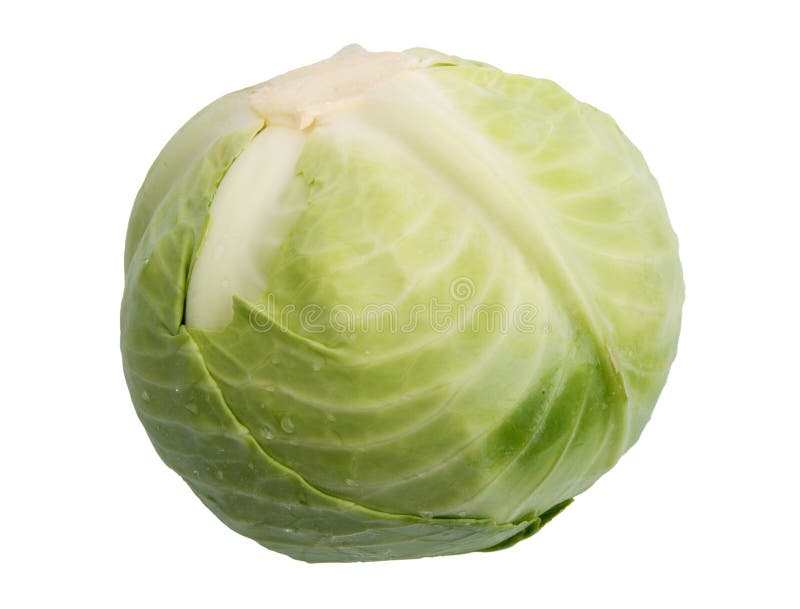 Single Cabbage or Headed Cabbage Leafy Green Annual Vegetable Crop ...