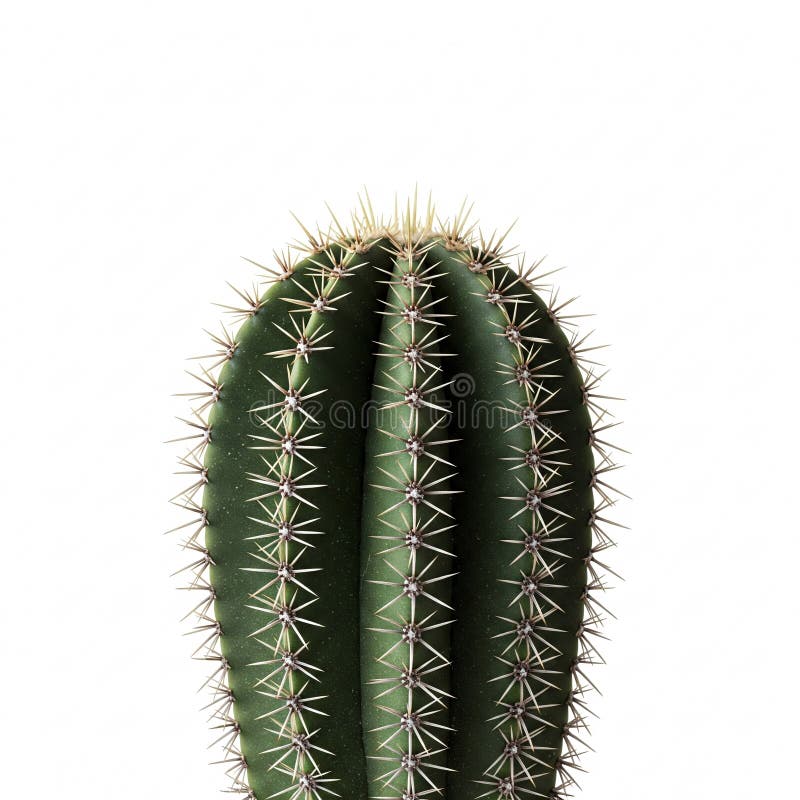 Single Green Cactus with Spines, Isolated on White Stock Illustration ...