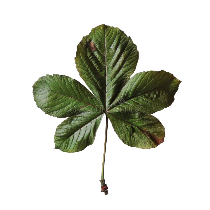 A Single Green Chestnut Leaf with Prominent Veins Stock Photo ...