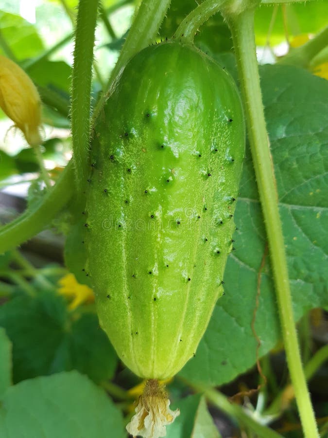 Green cucumber stock image. Image of runner, crop, cucumber - 59236337