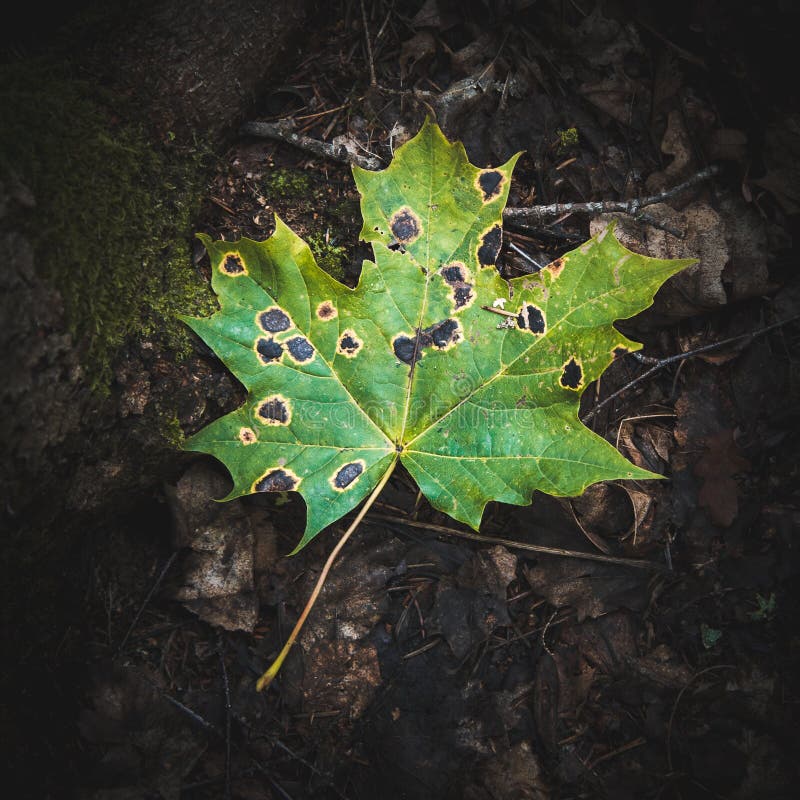 Green fallen leaf stock photo. Image of overcast, leave - 135116624