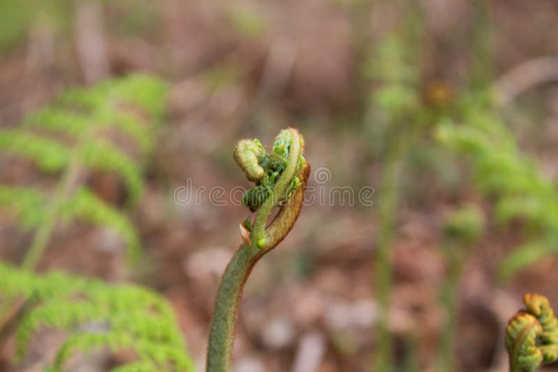A Single Fern Grows in the Forest. Stock Image - Image of remember ...