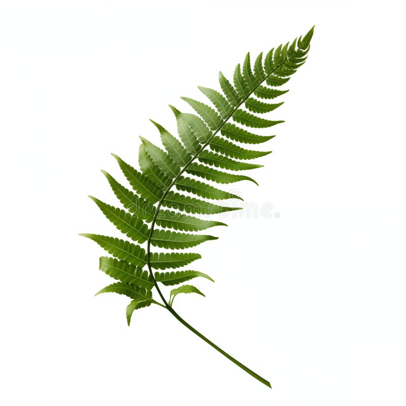 Single Green Fern Leaf on a White Background Stock Illustration ...