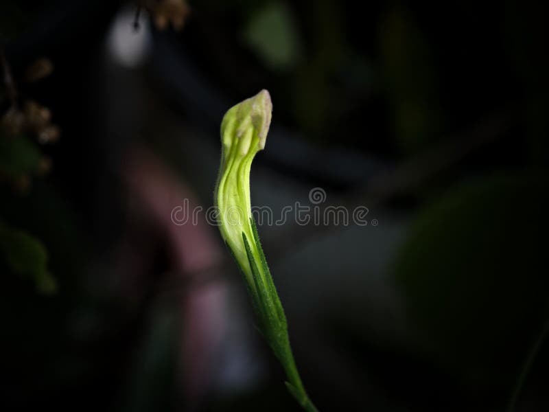 A Single Green Flower Budding Out from a Dark Forest Stock Photo ...