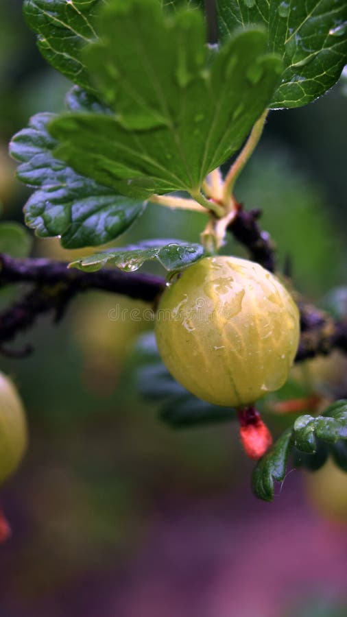 Single Green Gooseberry Hanging on a Bush. Close Up View Stock Photo ...
