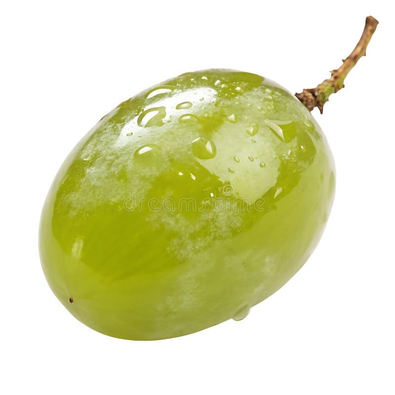 A Single Green Grape Isolated on White Background Stock Image - Image of fruit, freshness: 386842583