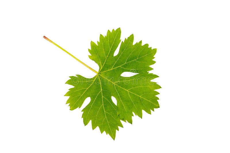 Single Green Grape Leaf Flying Isolated on White Stock Image - Image of ...