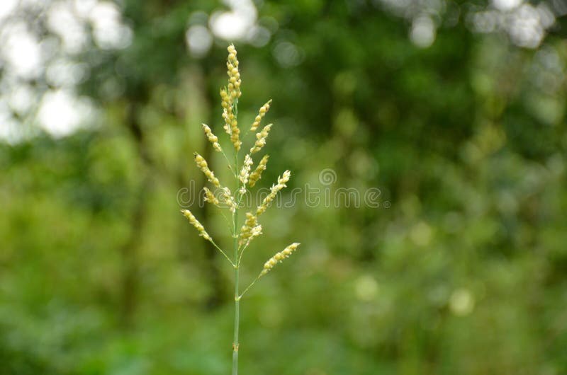 The Single Green Grass Plant in the Field Meadows Stock Image - Image ...