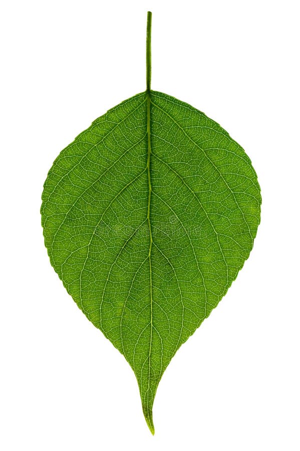 Single green leaf stock photo. Image of foliage, leaf - 24620898