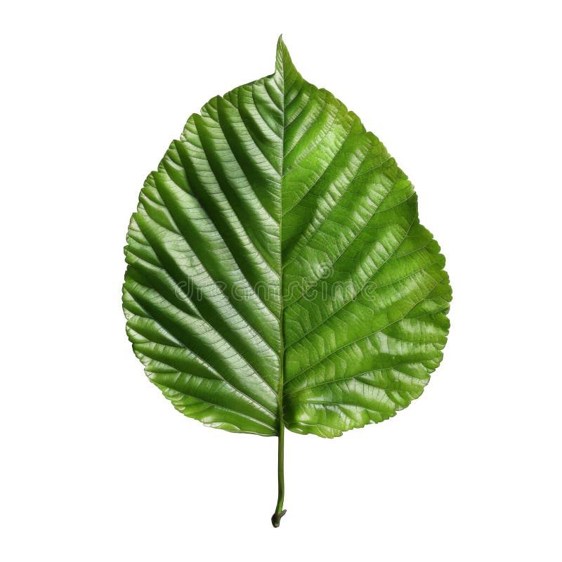 A Single Green Leaf stock photo. Illustration of stem - 331151918