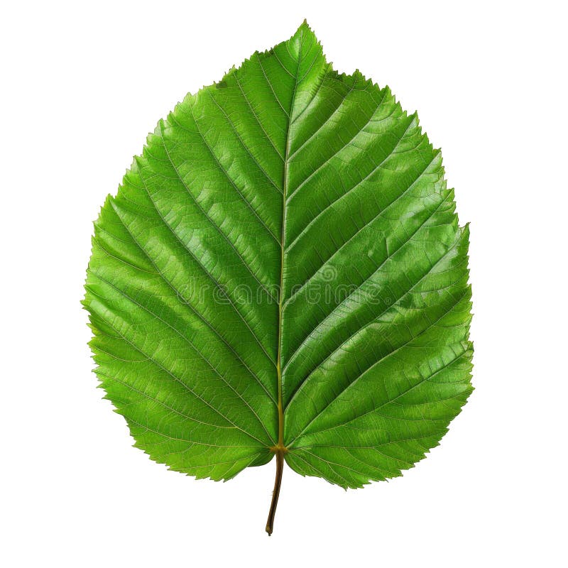 A Single Green Leaf stock photo. Illustration of detail - 331151940